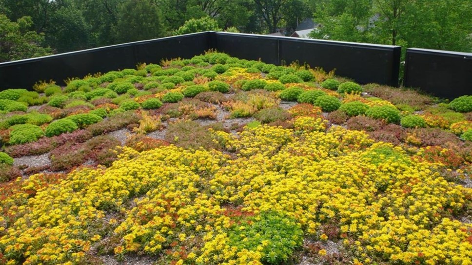 A Complete Guide to Green Roofs | Half Moon Bay Cabins